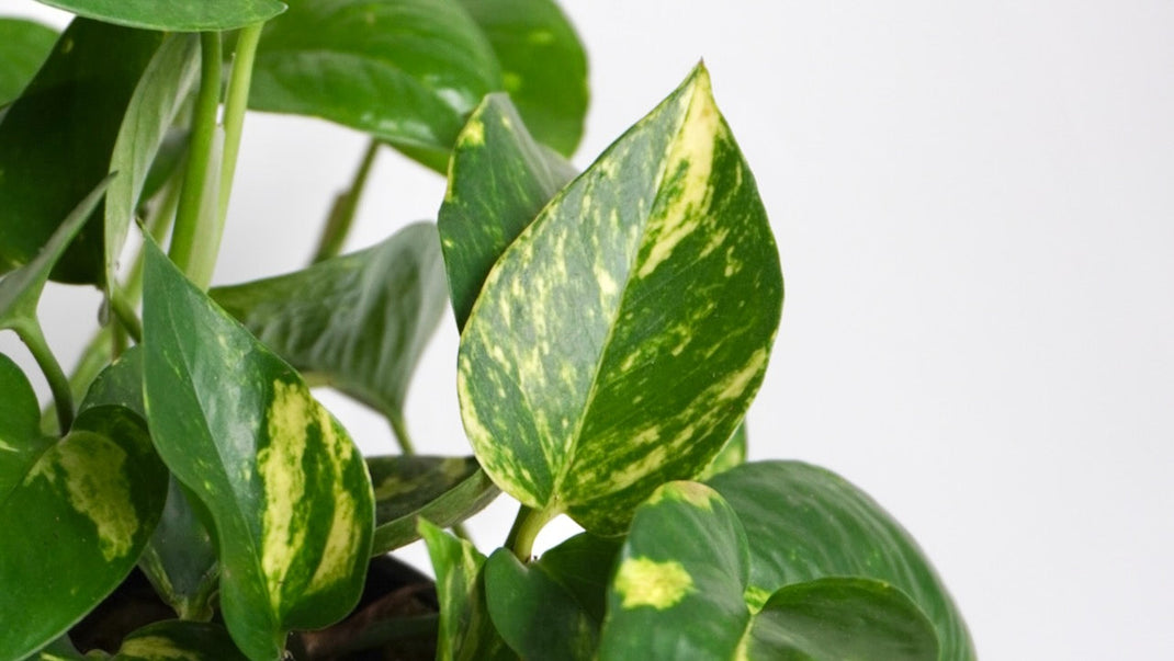 Most Popular Plants – Frondly