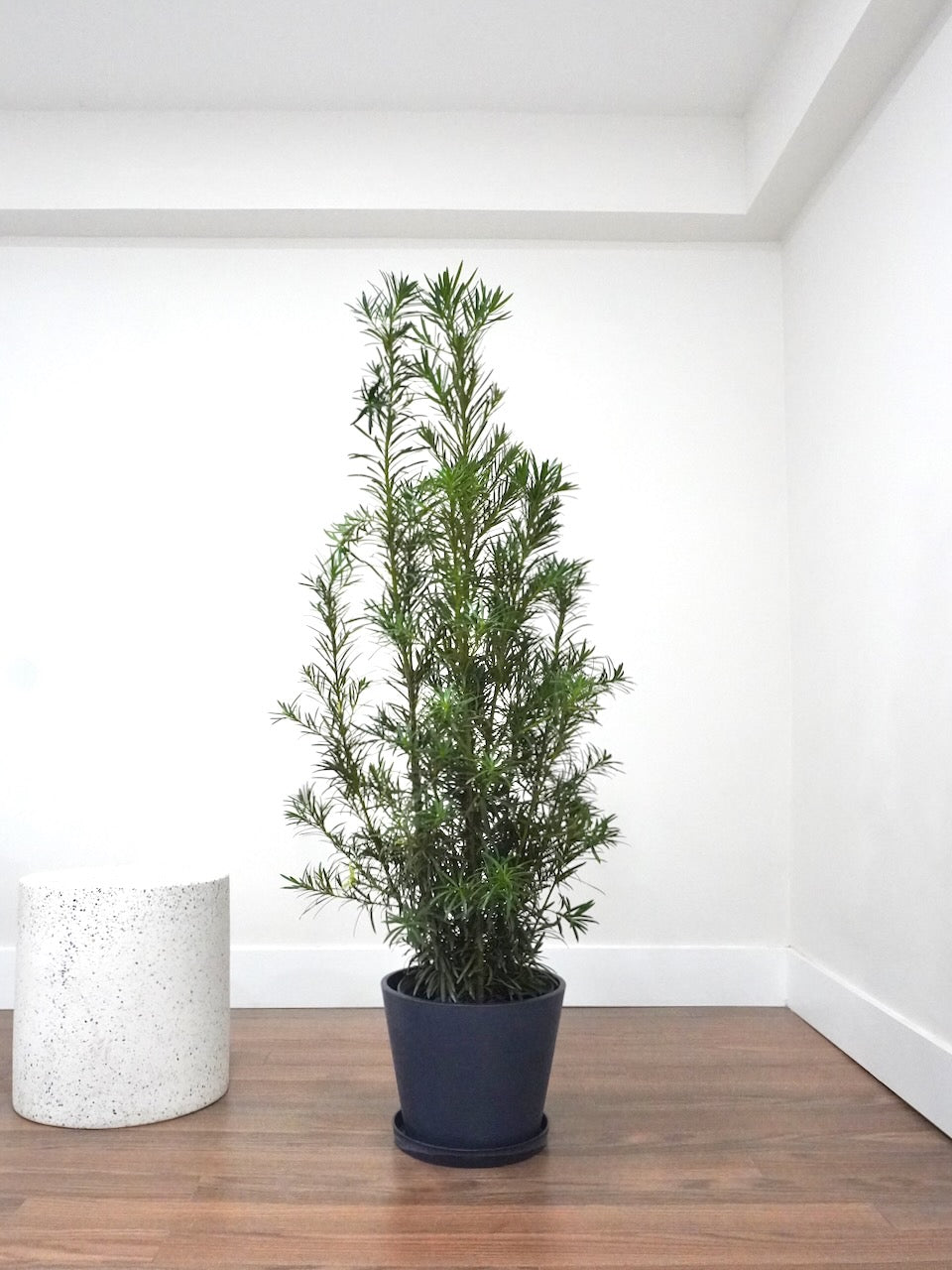 Podocarpus Maki Bush | Vancouver Indoor Plant Store | Frondly Plants