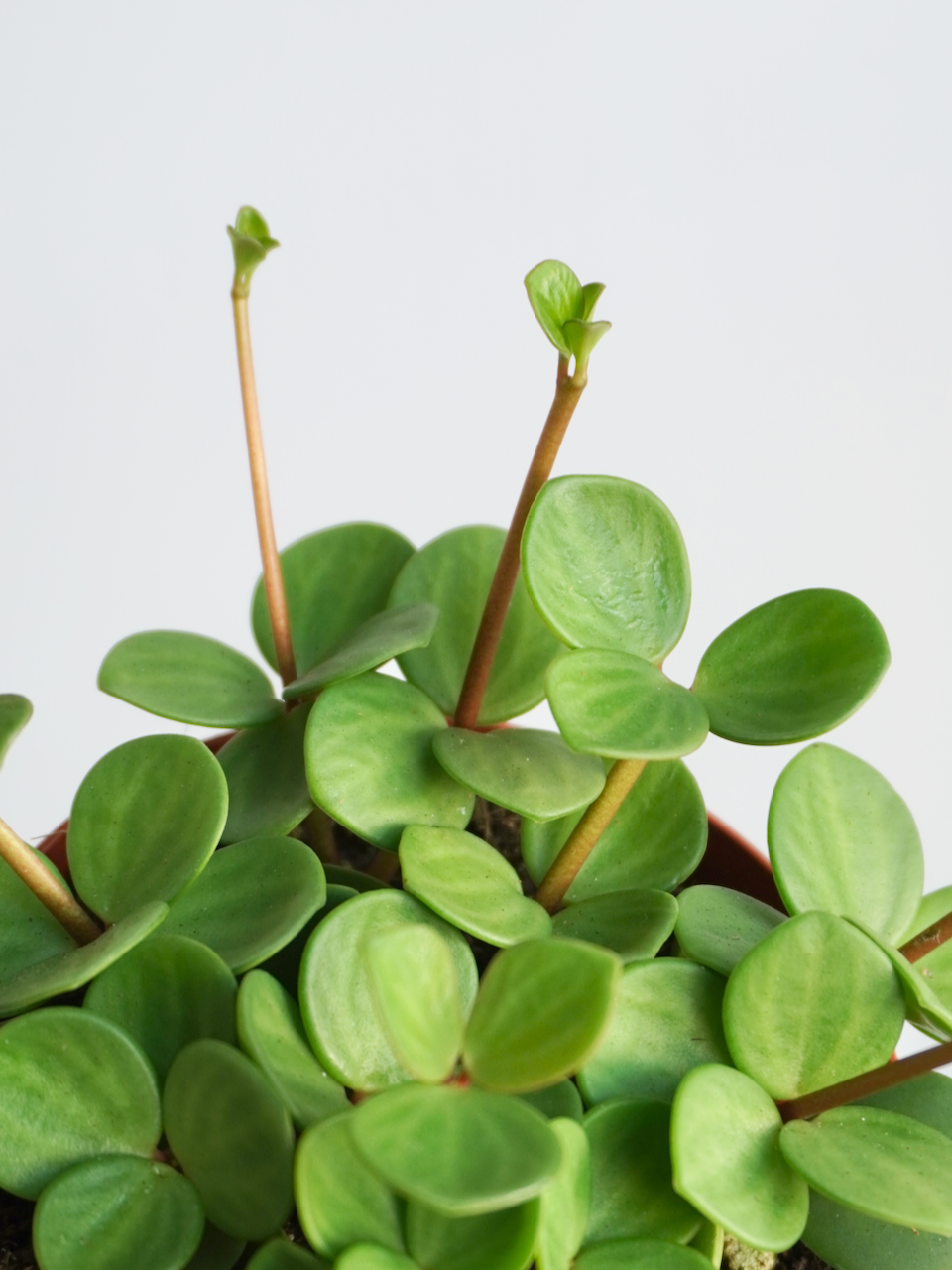 Peperomia Hope | Vancouver Plant Store | Frondly Plants