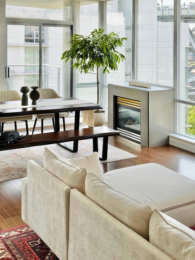 Ficus Amstel King Tree | Vancouver Plant Store | Frondly Plants