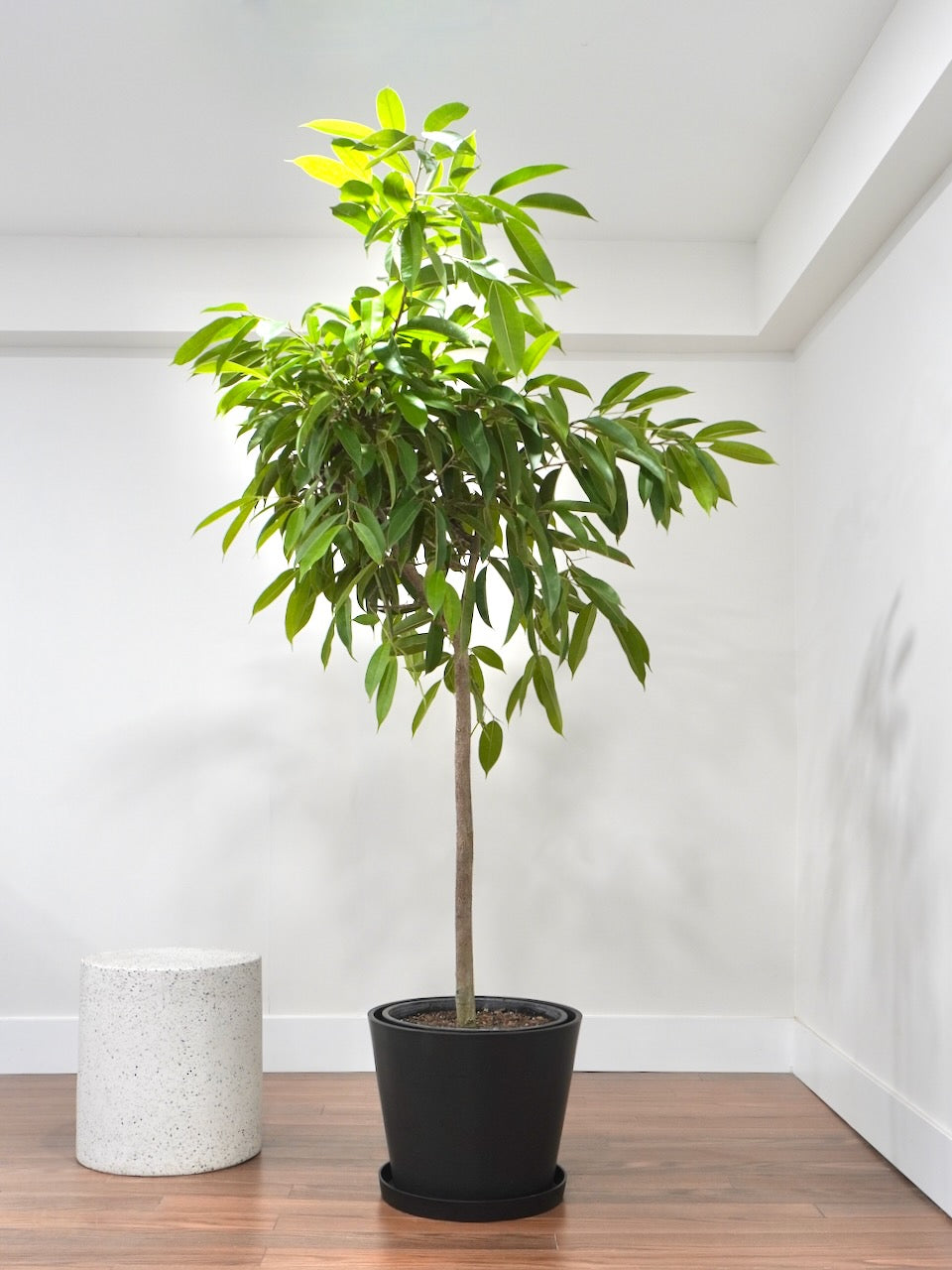 Ficus Amstel King Tree | Vancouver Plant Store | Frondly Plants