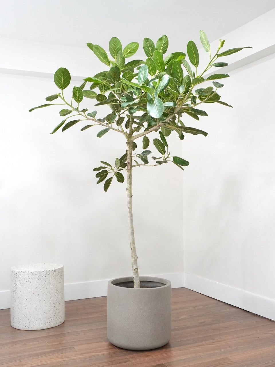 Ficus Audrey Tree | Vancouver Plant Store | Frondly Plants
