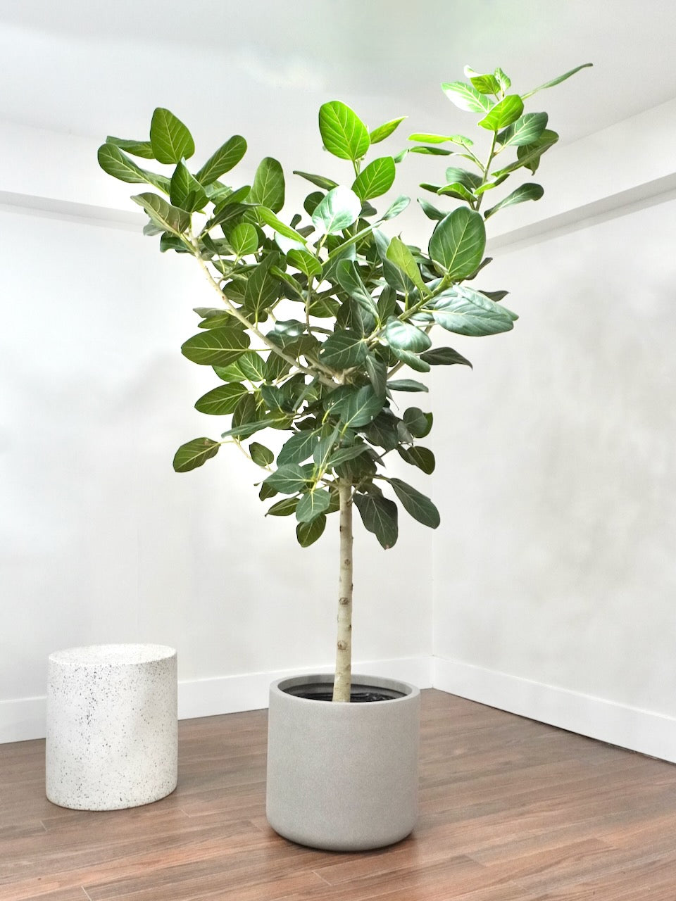 Ficus Audrey Tree | Vancouver Plant Store | Frondly Plants