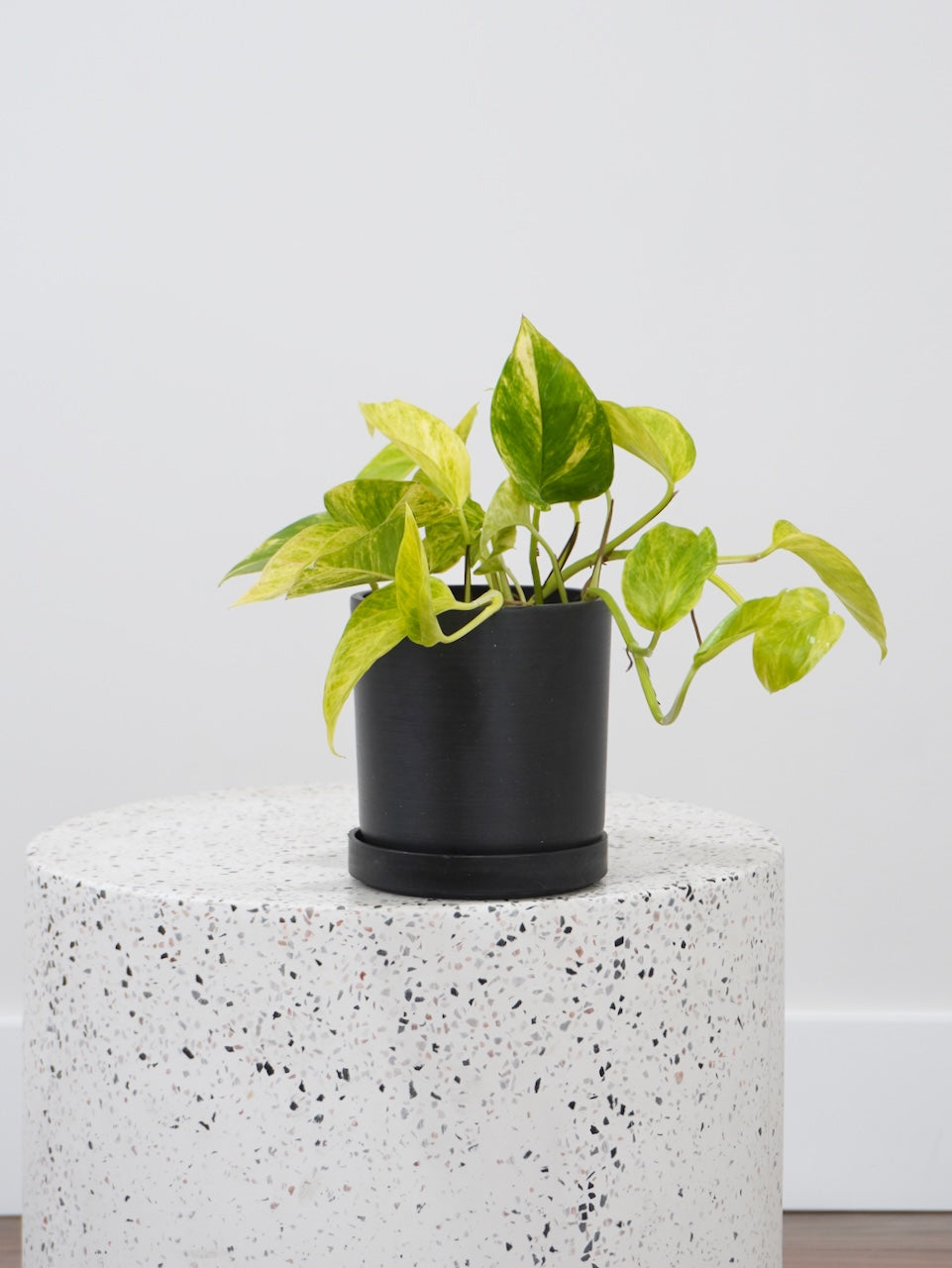 Golden Pothos Small | Vancouver Plant Store | Frondly Plants