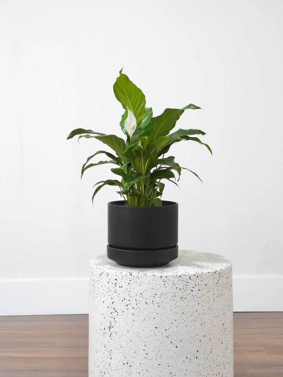 Vancouver Indoor Plant Store | Frondly Plants