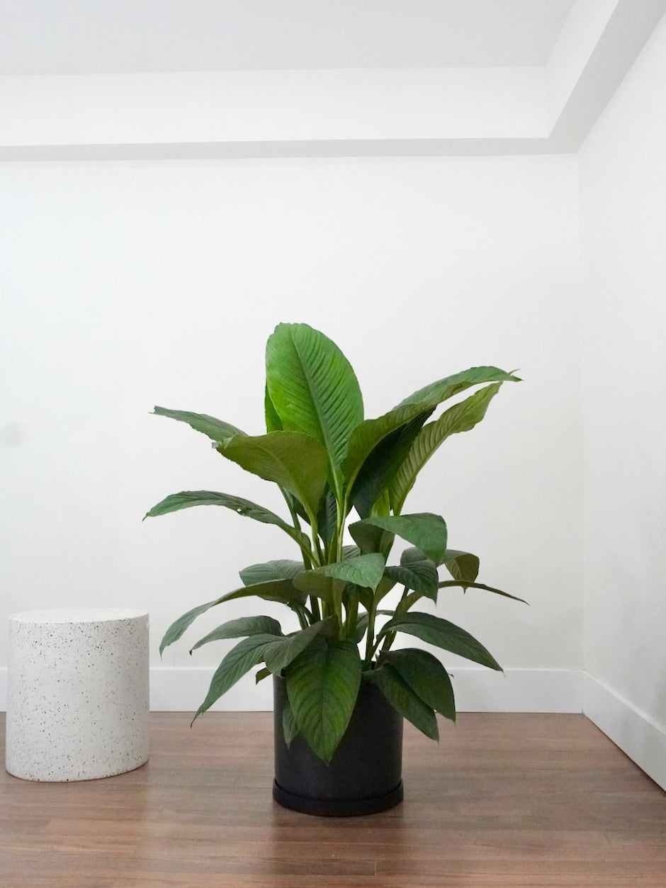 Vancouver Indoor Plant Store | Frondly Plants