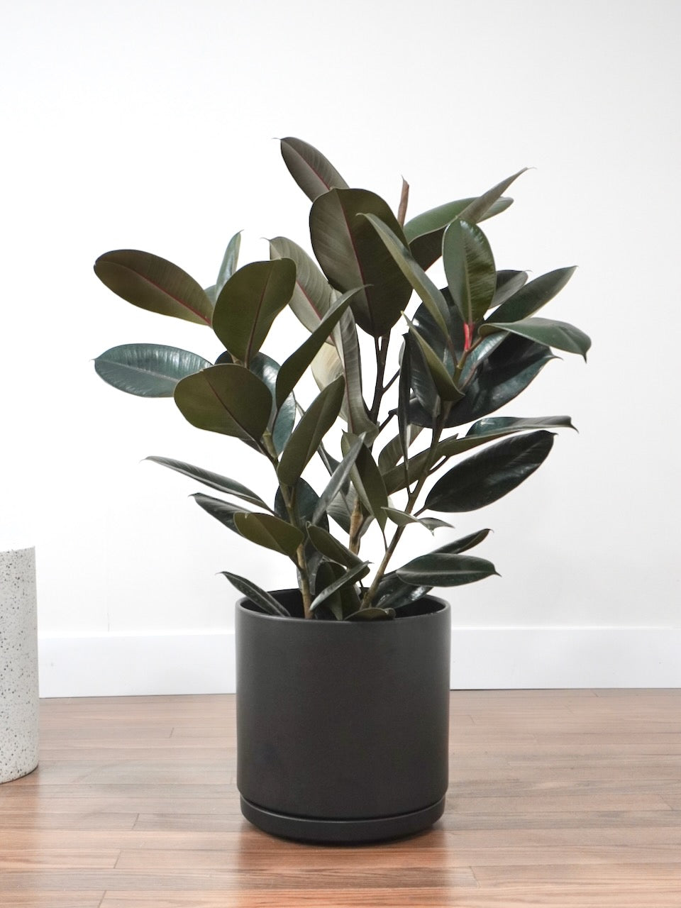 Burgundy Rubber Tree, Ficus Elastica | Vancouver Plant Delivery ...
