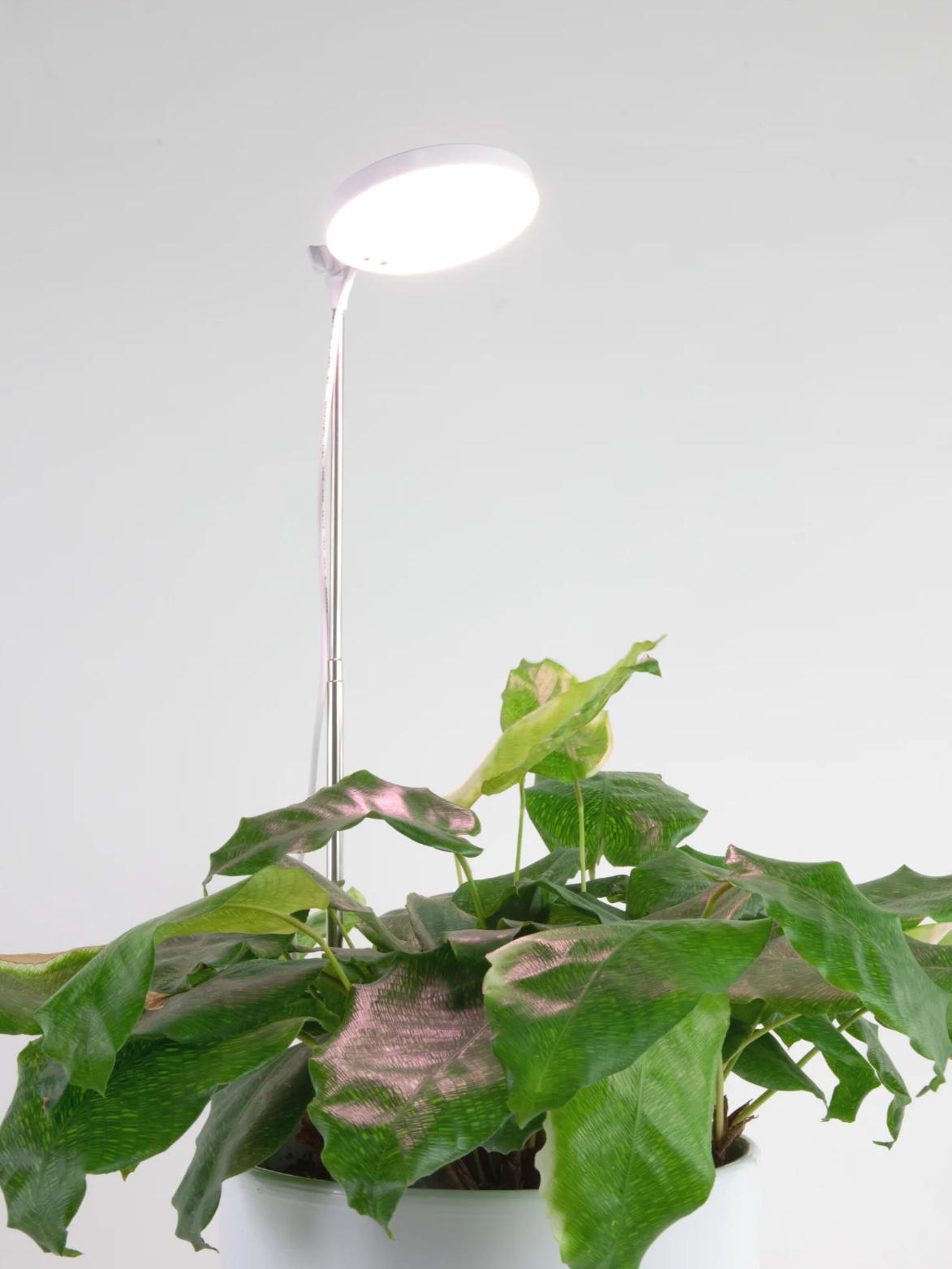 Mossify LED Plant Light | Vancouver Plant Store | Frondly Pants