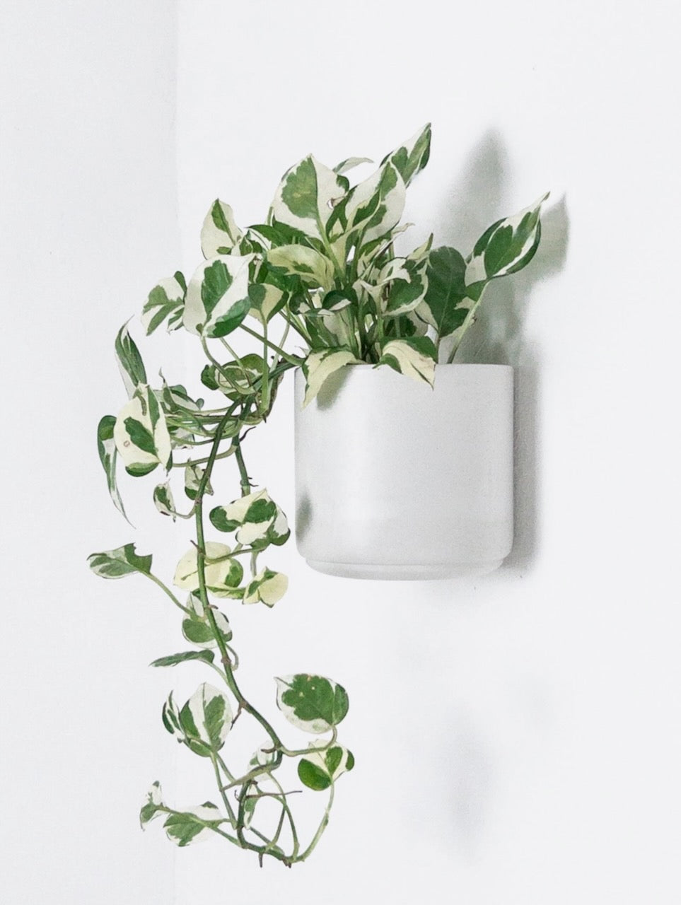 Kanso Recycled Planters, Plant Pots | Vancouver Plant Delivery ...