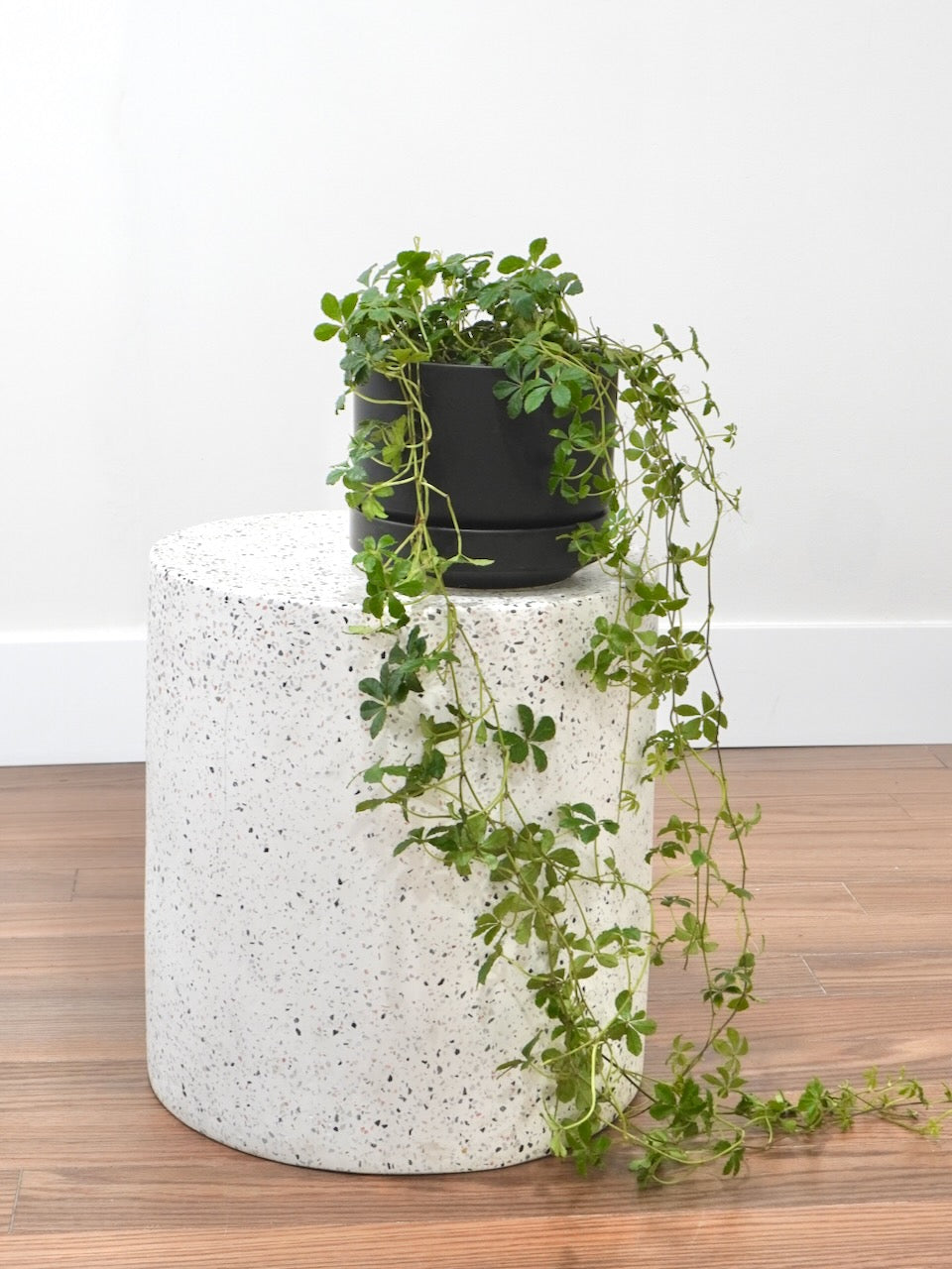 Sugar Vine, Cissus Striata | Vancouver Plant Store | Frondly Plants