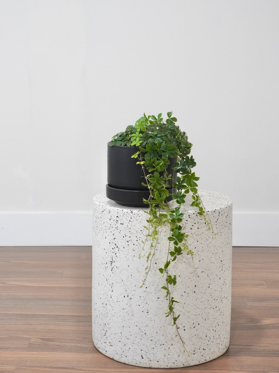 Sugar Vine, Cissus Striata | Vancouver Plant Store | Frondly Plants